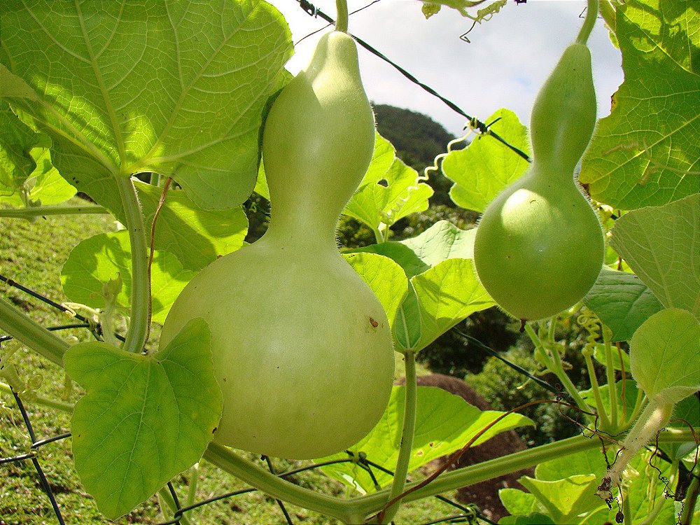 Cabaça (Porongo): 5 Sementes - Semente Rara - Venda de Sementes Para ...