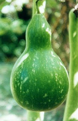 Comprar Sementes de Cabaça (Porongo) - Semente Rara - Venda de Sementes ...