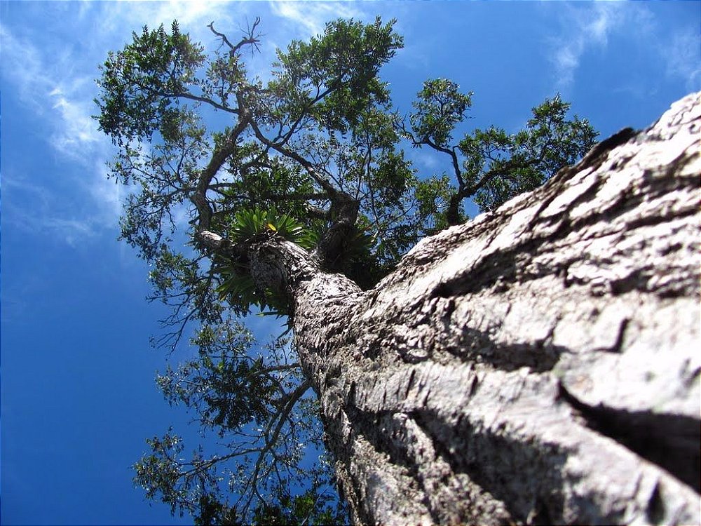 Cedro Rosa (Cedrela Fissilis): 10 Sementes - Semente Rara - Venda de ...