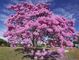 Comprar Sementes de Ipê Roxo (Handroanthus impetiginosus) - Semente ...