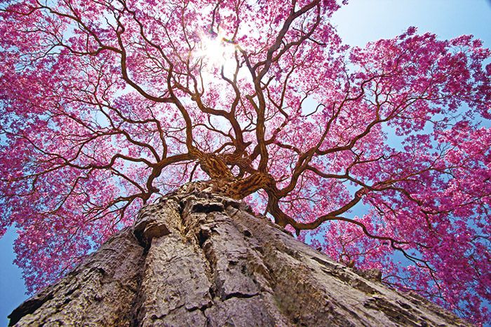 Comprar Sementes de Ipê Roxo (Handroanthus impetiginosus) - Semente ...