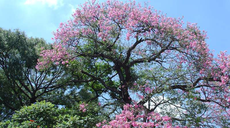 Paineira Rosa - Paina Rosa (Chorisia Speciosa): 5 Sementes - Semente ...