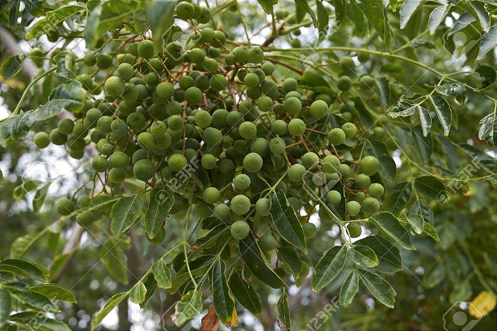 Cinamomo Gigante - Melia azedarach L. - 3 Sementes - Semente Rara ...