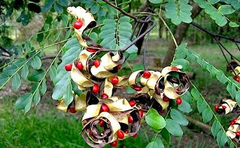 Comprar Sementes de Tento carolina - Adenanthera pavonina - Semente ...
