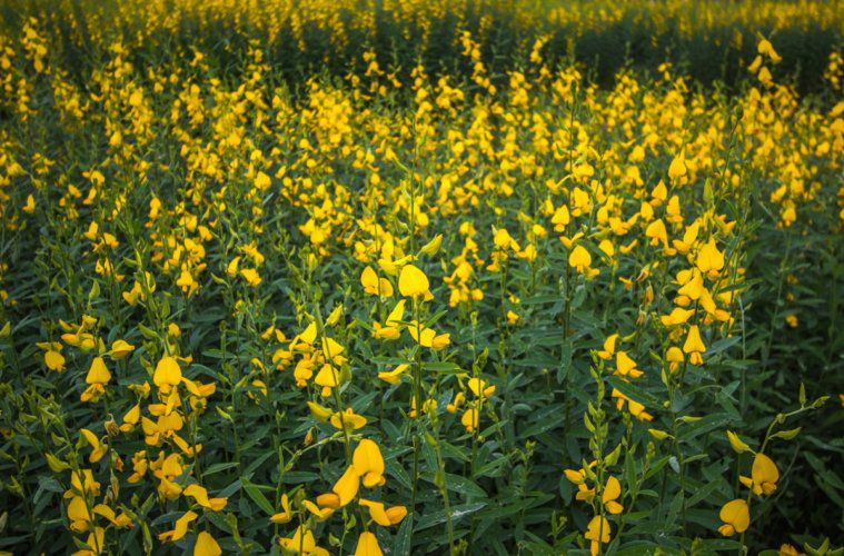 Crotalária Ochroleuca: 100 Sementes - Semente Rara - Venda de Sementes ...