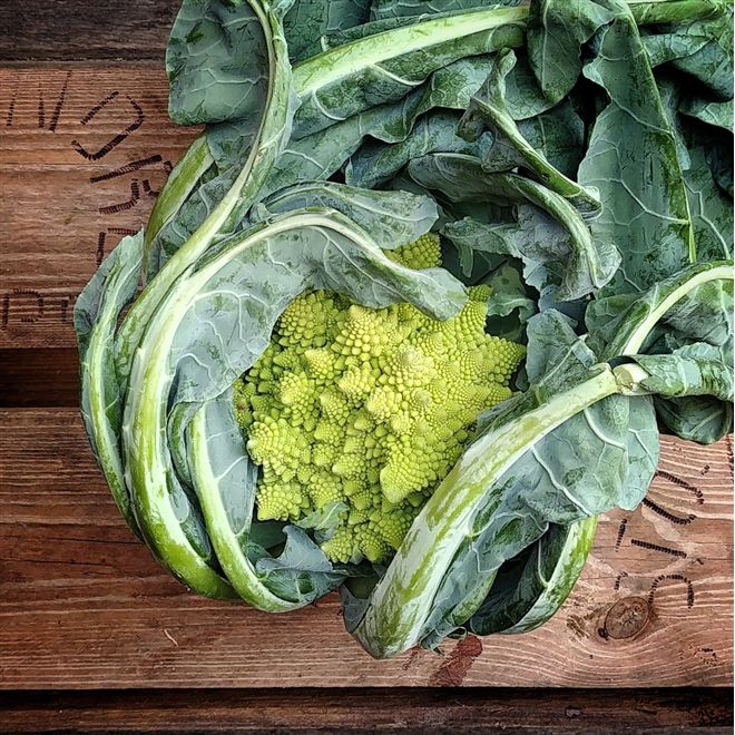 Couve Romanesca - 50 Sementes - Semente Rara - Venda de Sementes Para ...