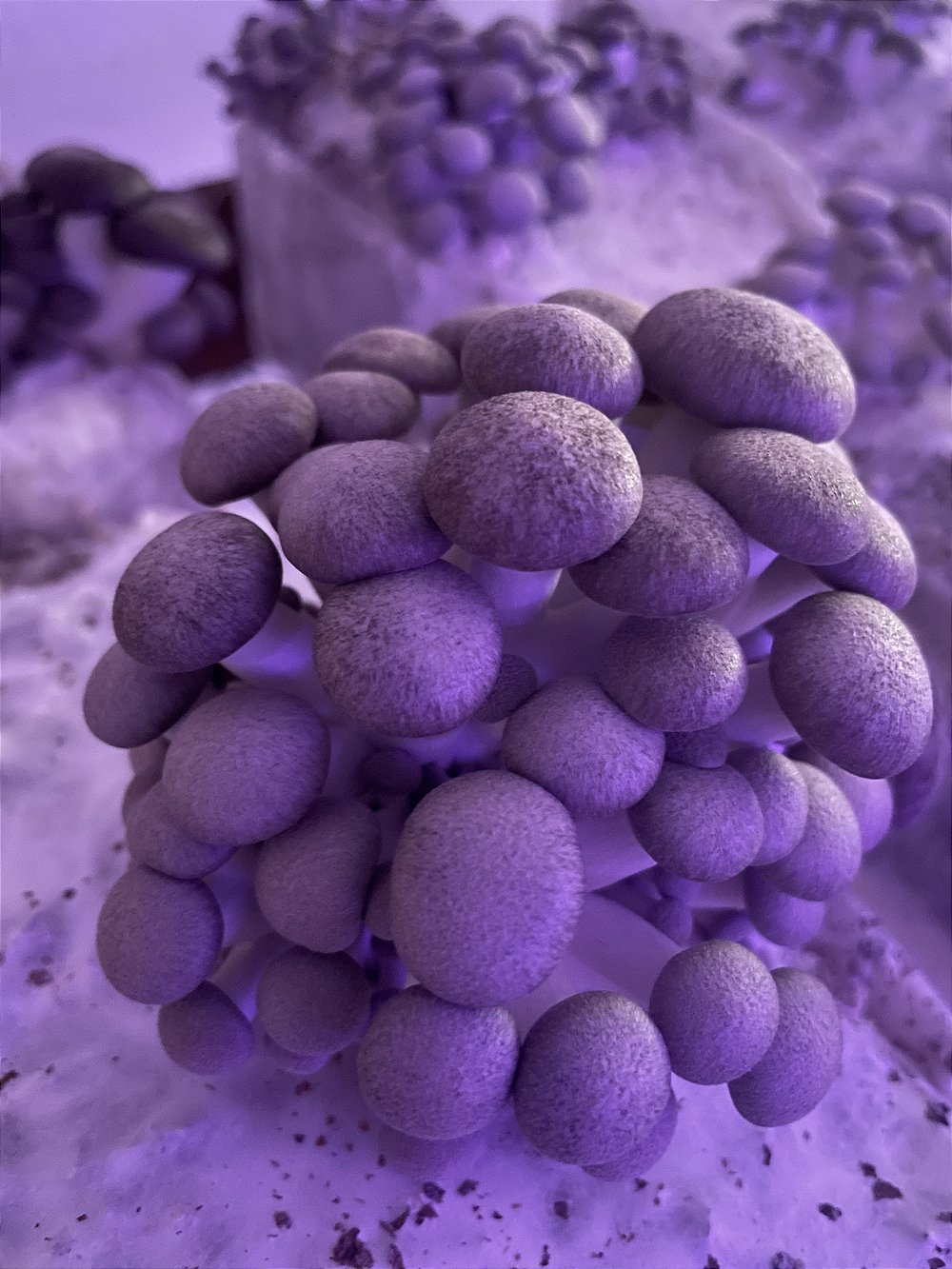 Sobre Nós - COG COGUMELOS