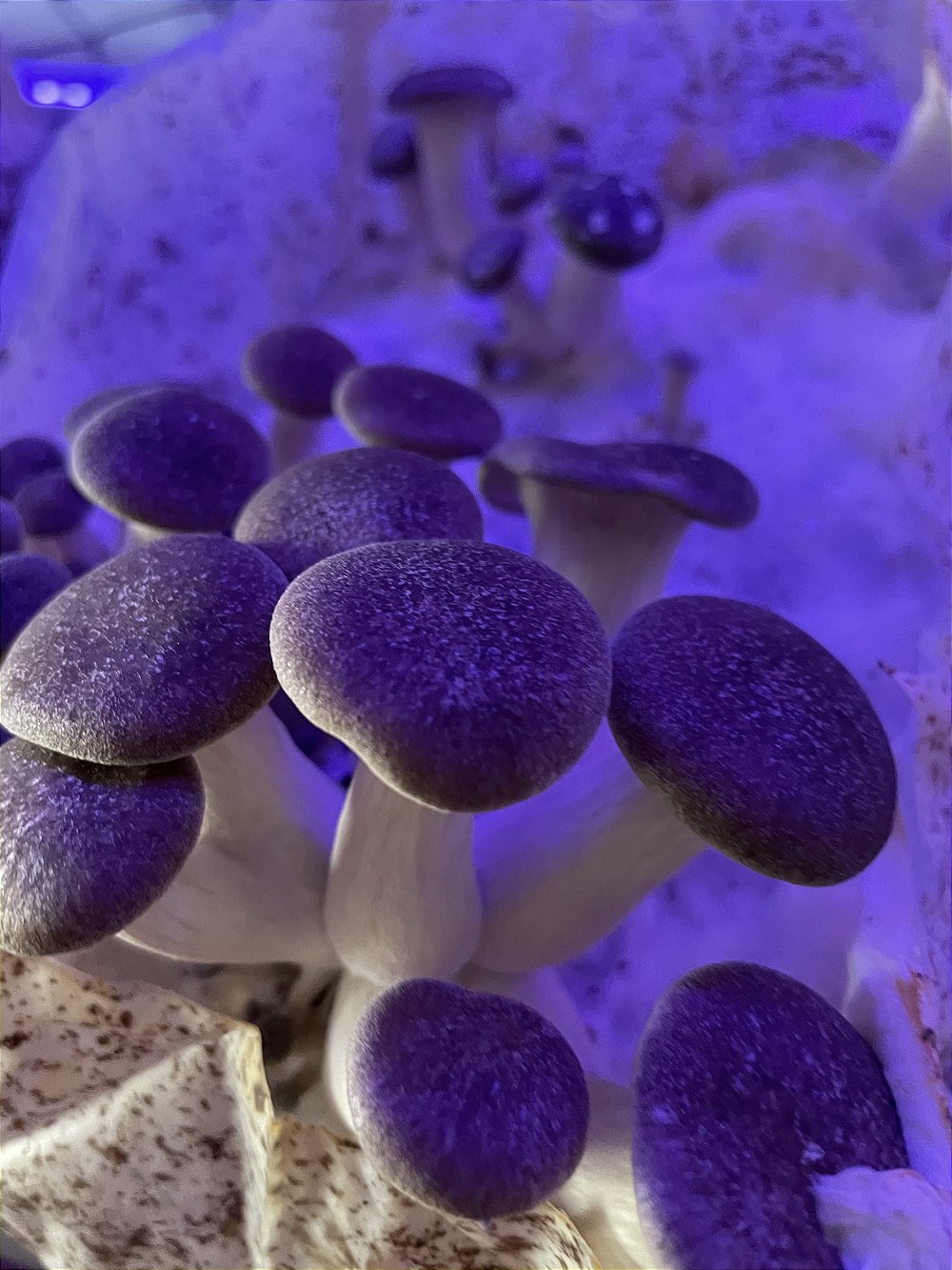 Sobre Nós - COG COGUMELOS