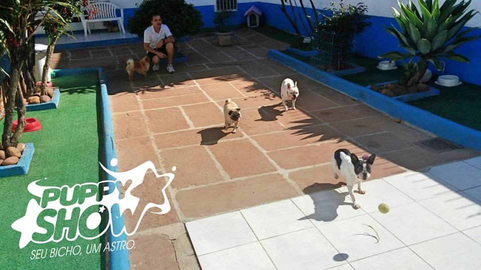 Serviço de Creche para Cães - Puppyshow Clínica Veterinária e Pet Center