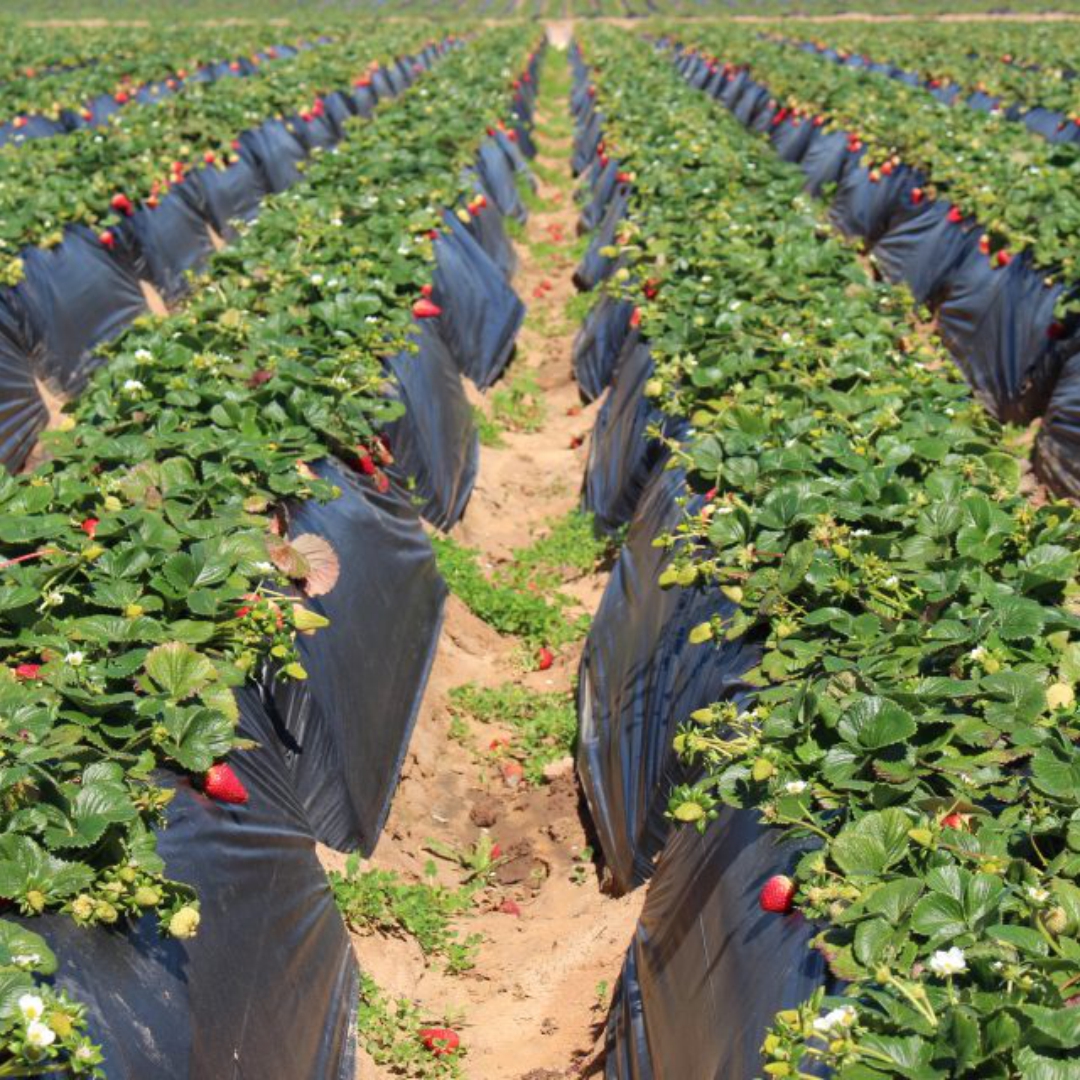 Mulching Preto/Preto 1,80X1000 Ref 20 - Bocchi Suprimentos