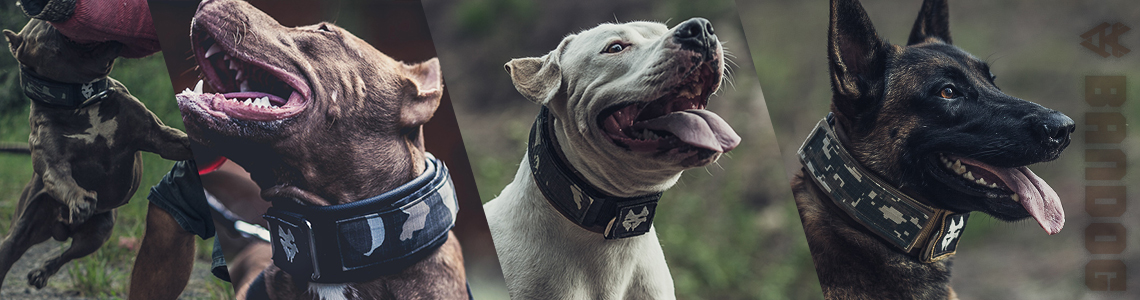 BANDOG - Coleiras e equipamentos para cães