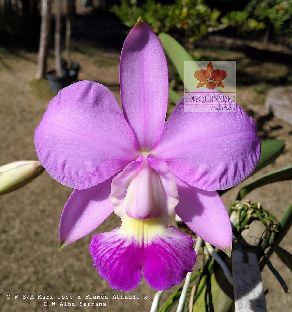 Maria Comprou Uma Orquídea - BRAINCP Maria Comprou Uma Orquídea - BRAINCP