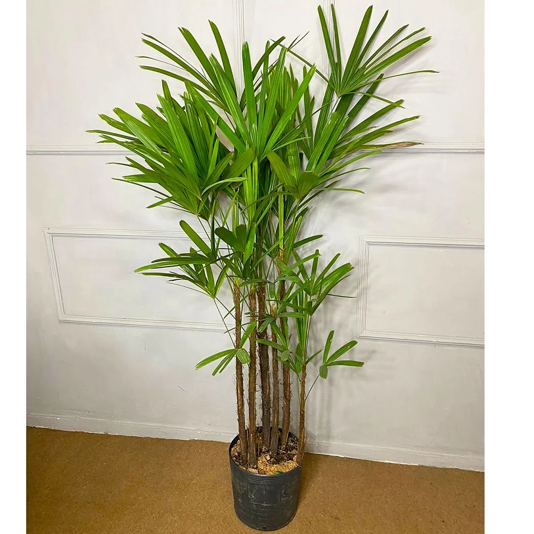 Palmeira Ráfia Grande (Rhapis excelsa) – Elegância e Praticidade para - Verde Garden - Tudo para ...