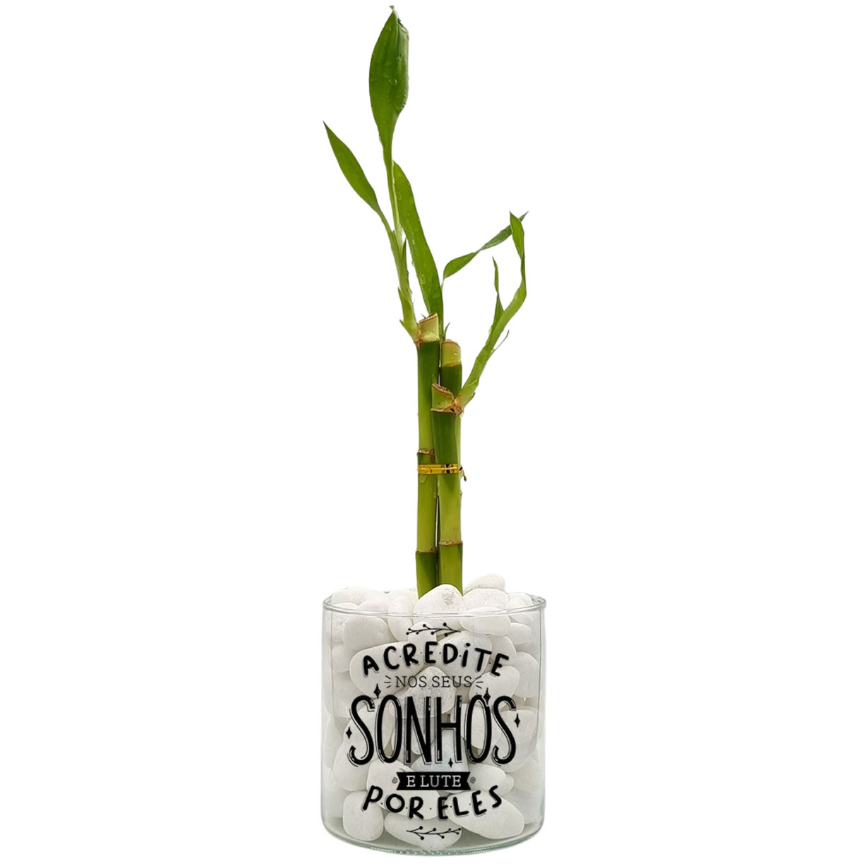 Bambu da Sorte com Vaso em Vidro (Acredite nos seus Sonhos) - Bambu da ...