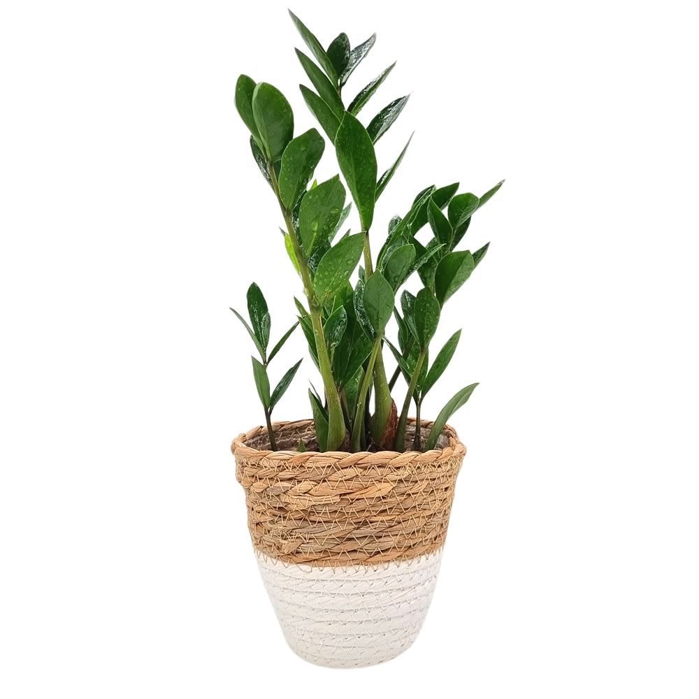 Cachepot Palha com Planta Zamioculca (Planta da Fortuna) - Bambu da ...