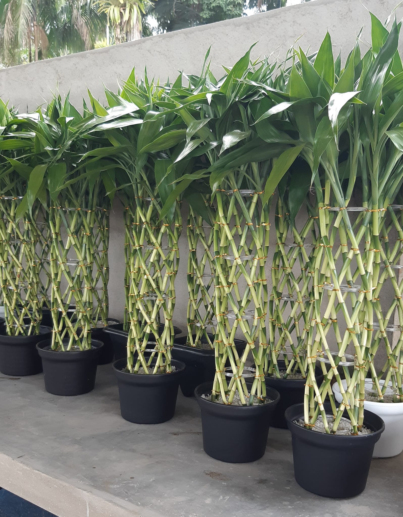Arranjo com Bambu da Sorte Torre Trançada (150cm) - Bambu da Sorte ...