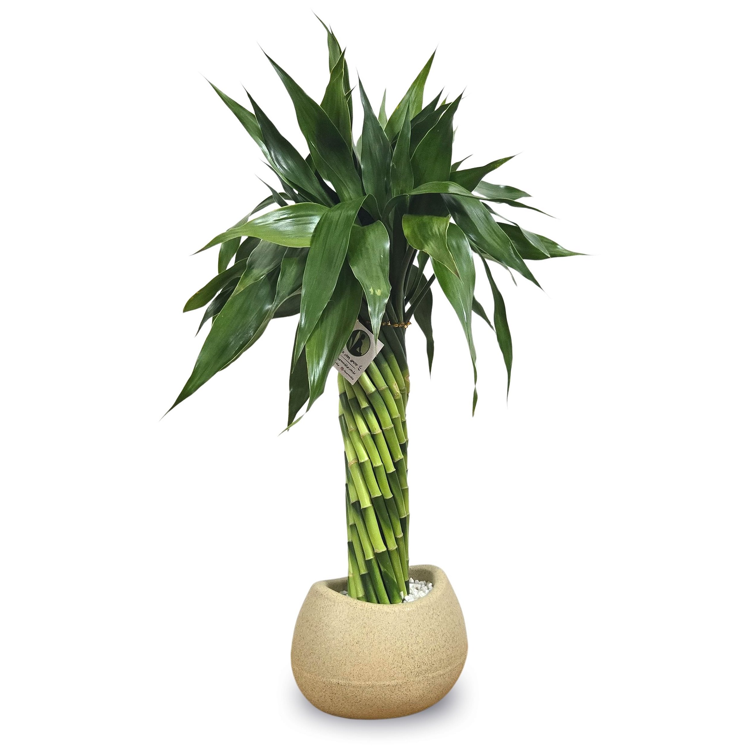 Arranjo com Bambu da Sorte Torre em Espiral (50cm) - Bambu da Sorte ...