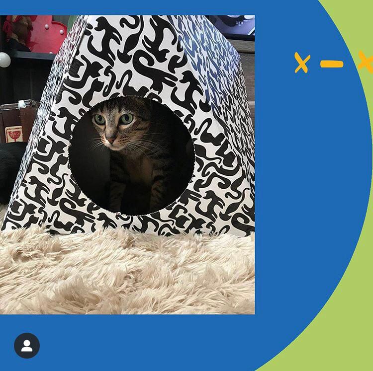 PET GAMES Octa Cat - Pet in Action