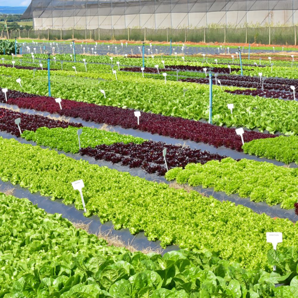 Mulching Preto/Preto 1,40X1000 Ref 20 - Bocchi Suprimentos
