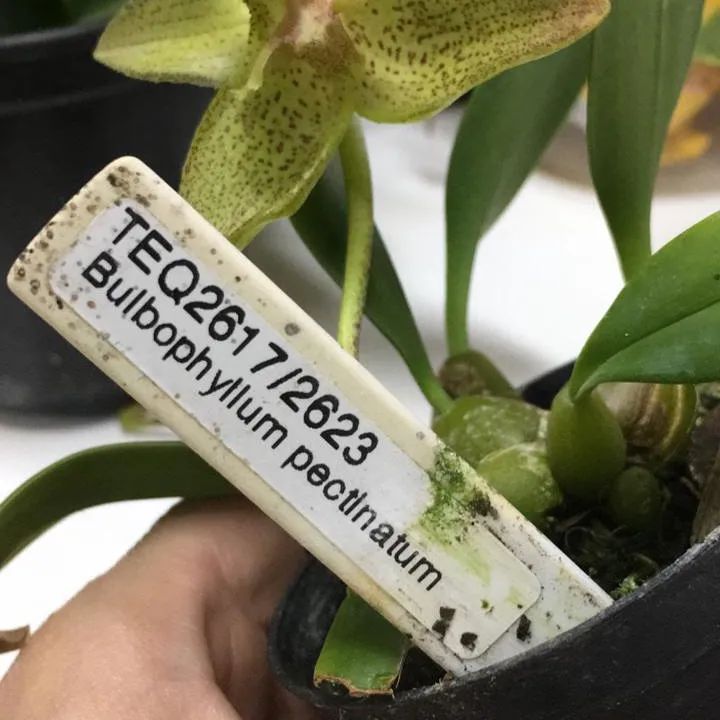 Bulbophyllum Pectinatum planta adulta - Orquidario Ibanez