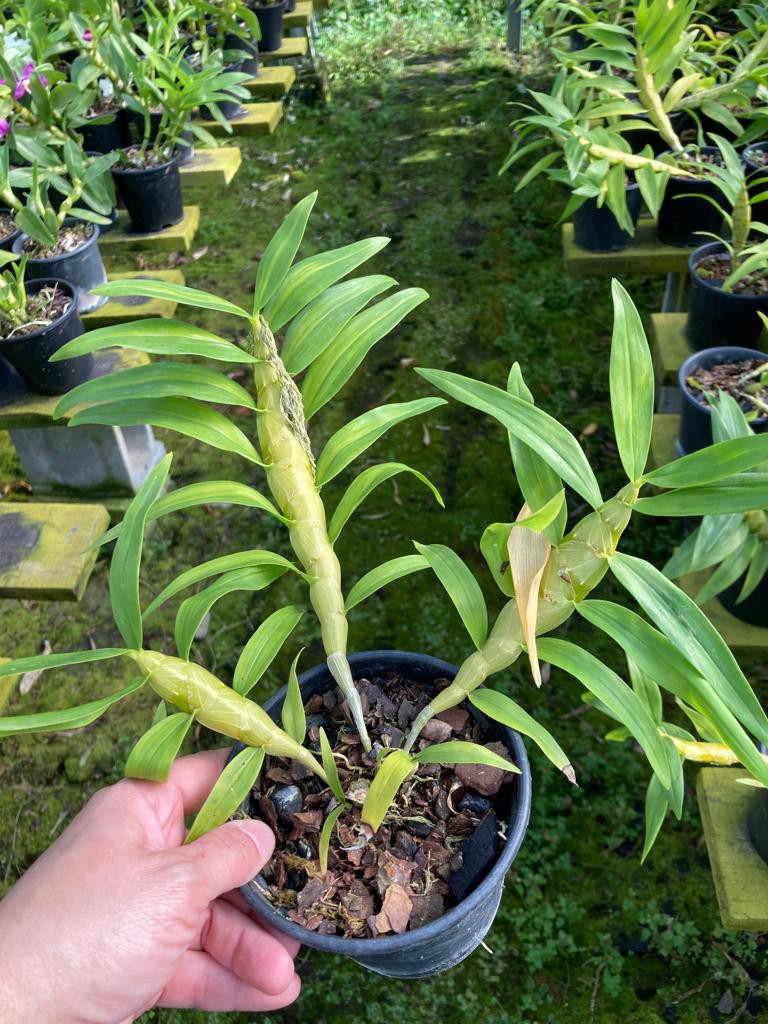 DENDROBIUM FIBRIATUM PLANTA ADULTA - Orquidario Ibanez DENDROBIUM FIBRIATUM PLANTA ADULTA - Orquidario Ibanez
