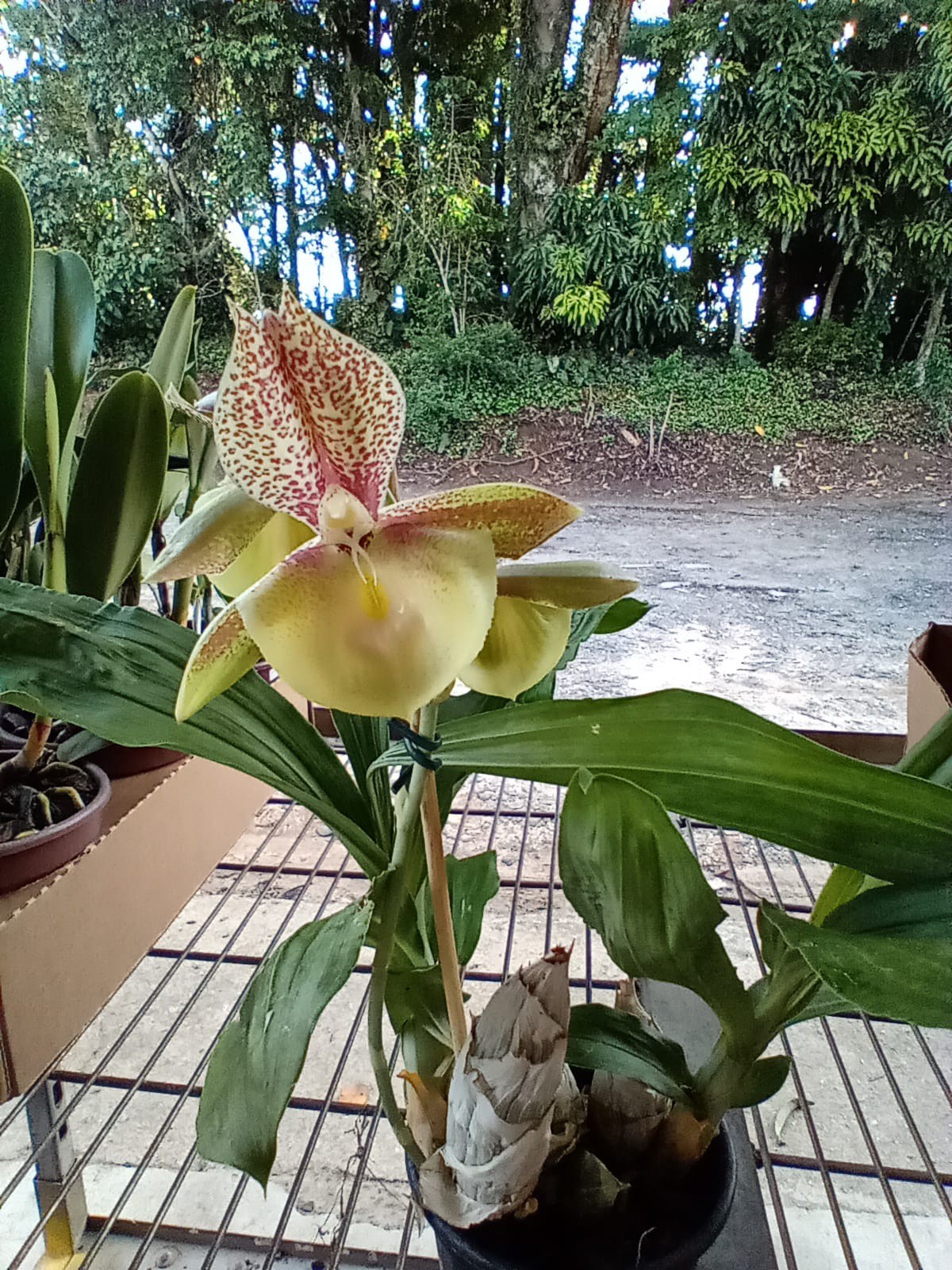 CATASETUM SUMANI " CTSM PILEATUM X CTSM SACCATUM " PLANTA ADULTA ...