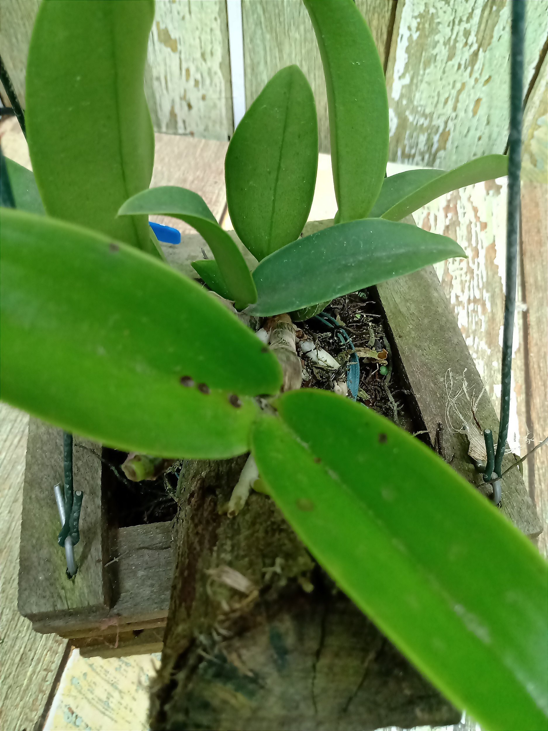 Cattleya walkeriana tipo "Faceira" Planta com avarias Lacre F 1510349 ...