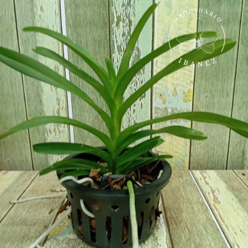 Vanda Kriengchai VERMELHA PLANTA ADULTA - Orquidario Ibanez