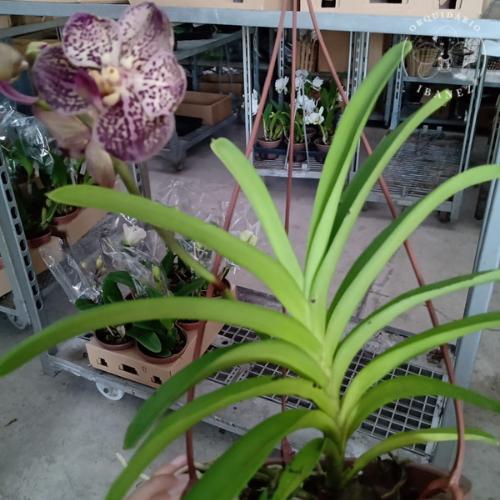 VANDA KULWADEE FRAGRANCE PLANTA ADULTA - Orquidario Ibanez