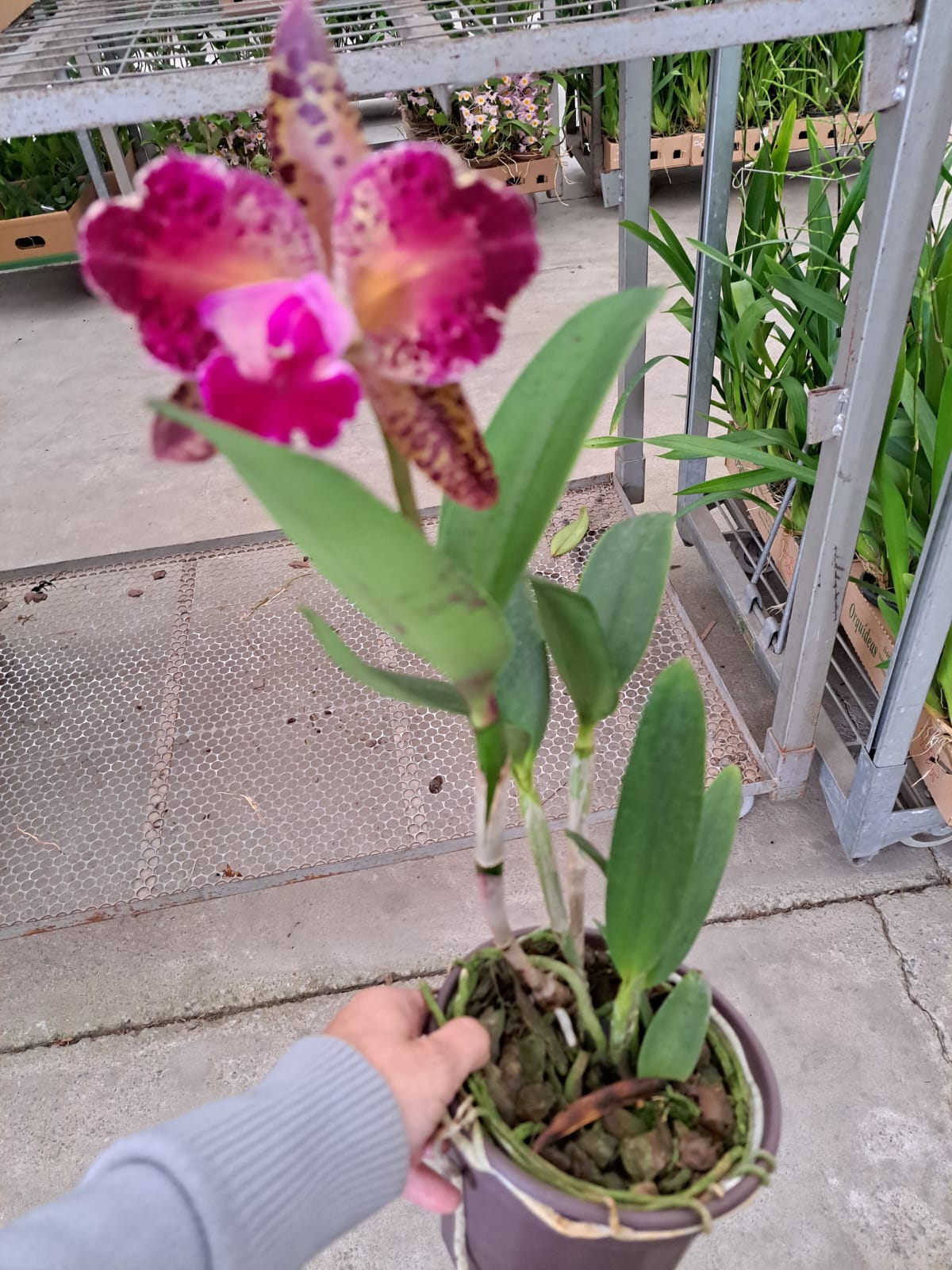 BLC Durigan Aquarius Trilabello - Orquidario Ibanez