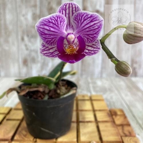 Phalaenopsis Sogo Vivien 'Sogo F858' Variegata - Miki - Orquidario Ibanez
