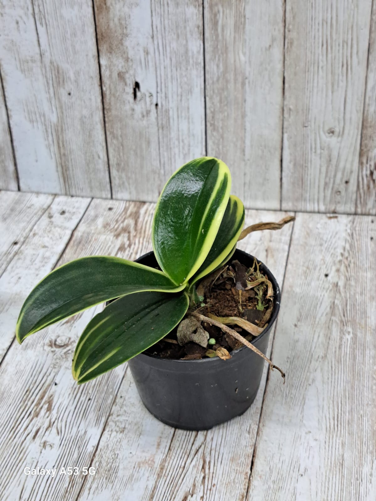 Phalaenopsis Sogo Vivien 'Sogo F858' Variegata - Miki - Orquidario Ibanez