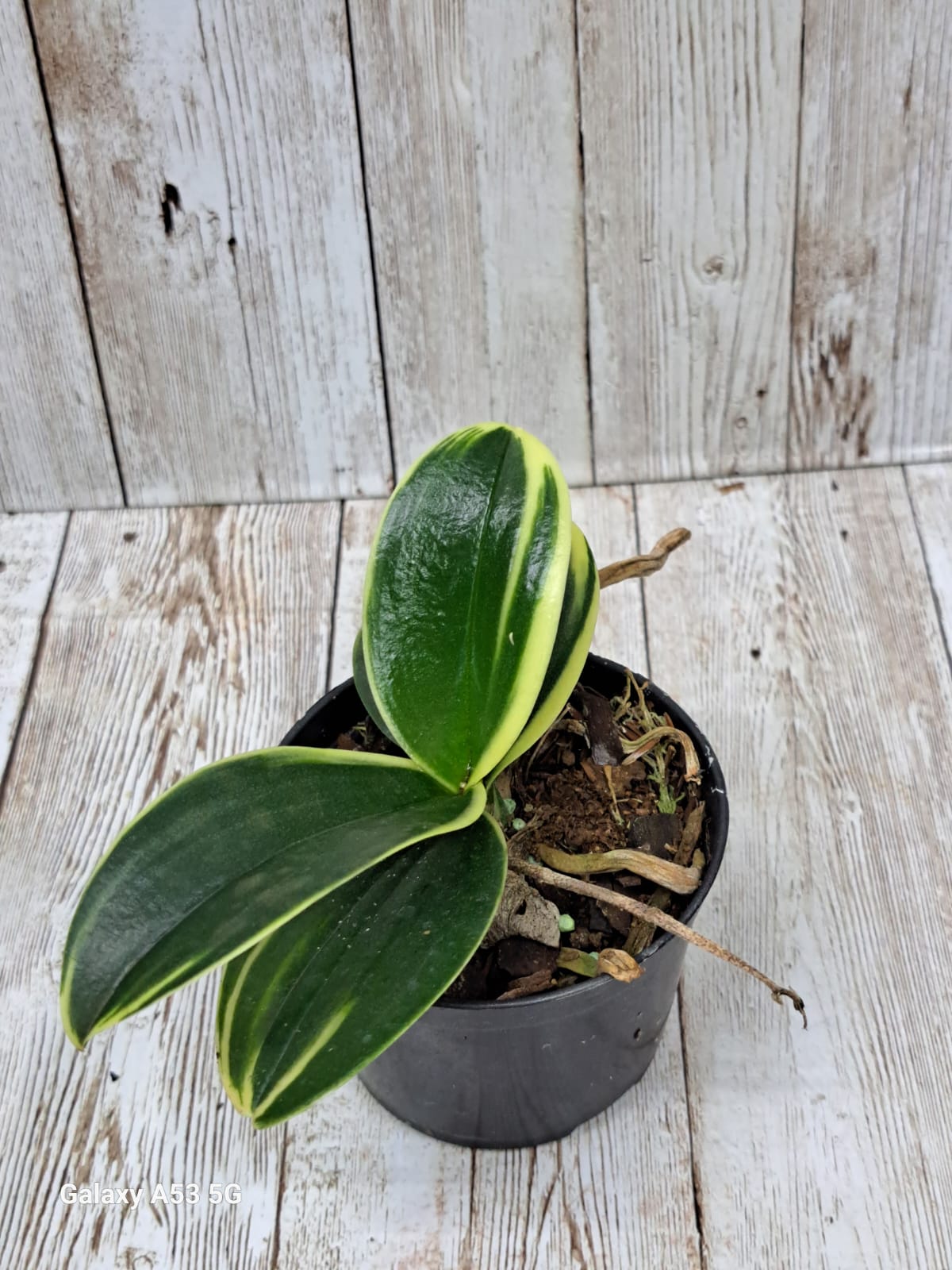 Phalaenopsis Sogo Vivien 'Sogo F858' Variegata - Miki - Orquidario Ibanez