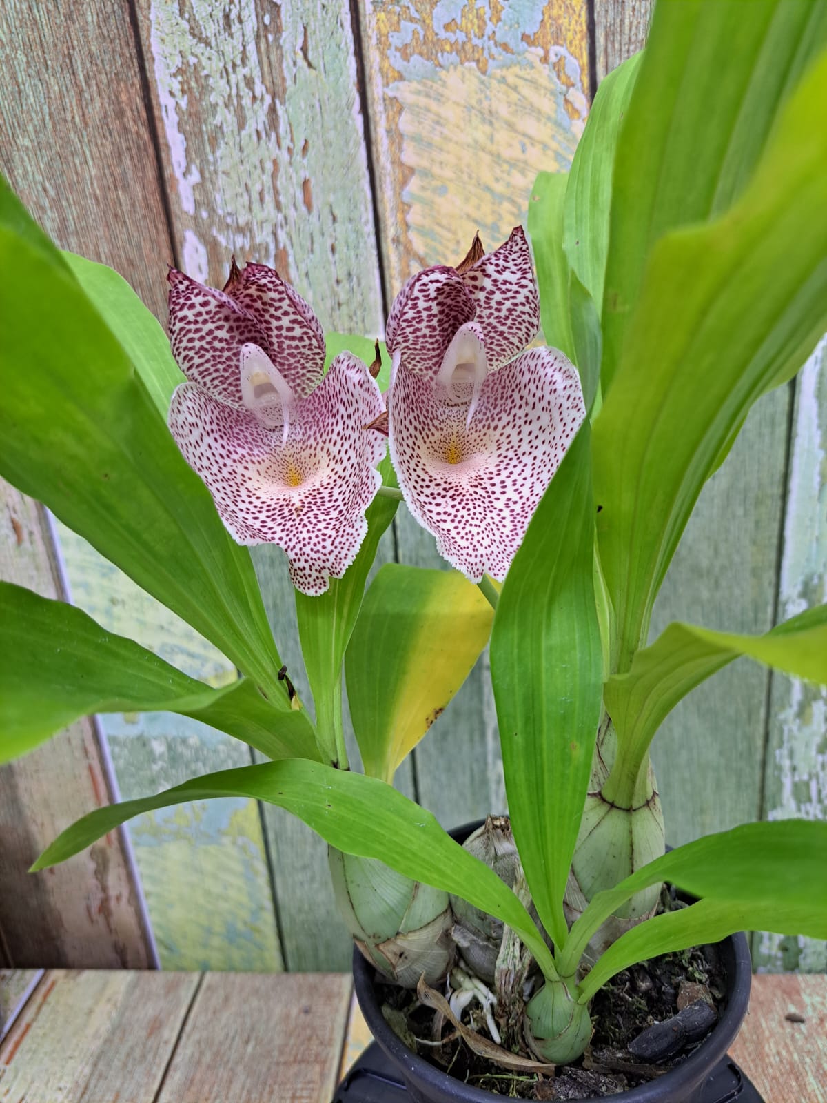 CATASETUM JAMIE LAWSON XOXO - Orquidario Ibanez