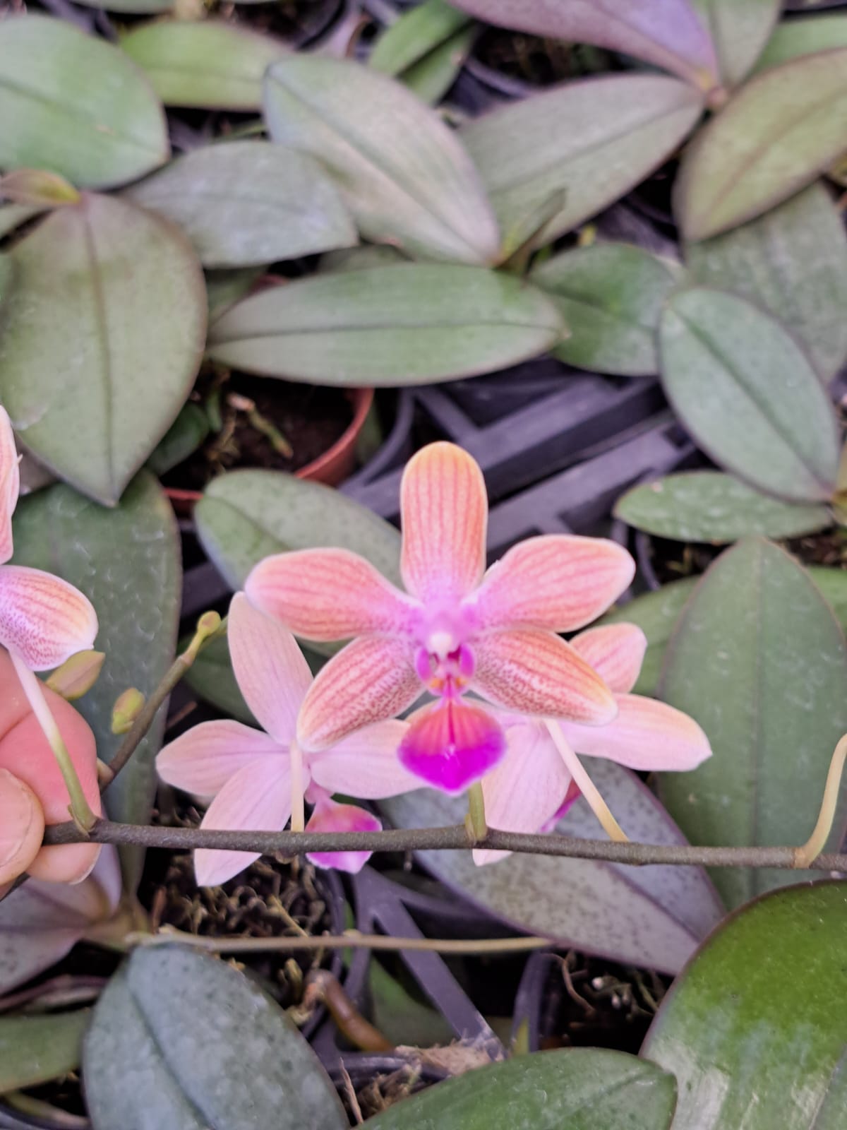 PHALAENOPSIS " LINDENII X MARIAE " - Orquidario Ibanez