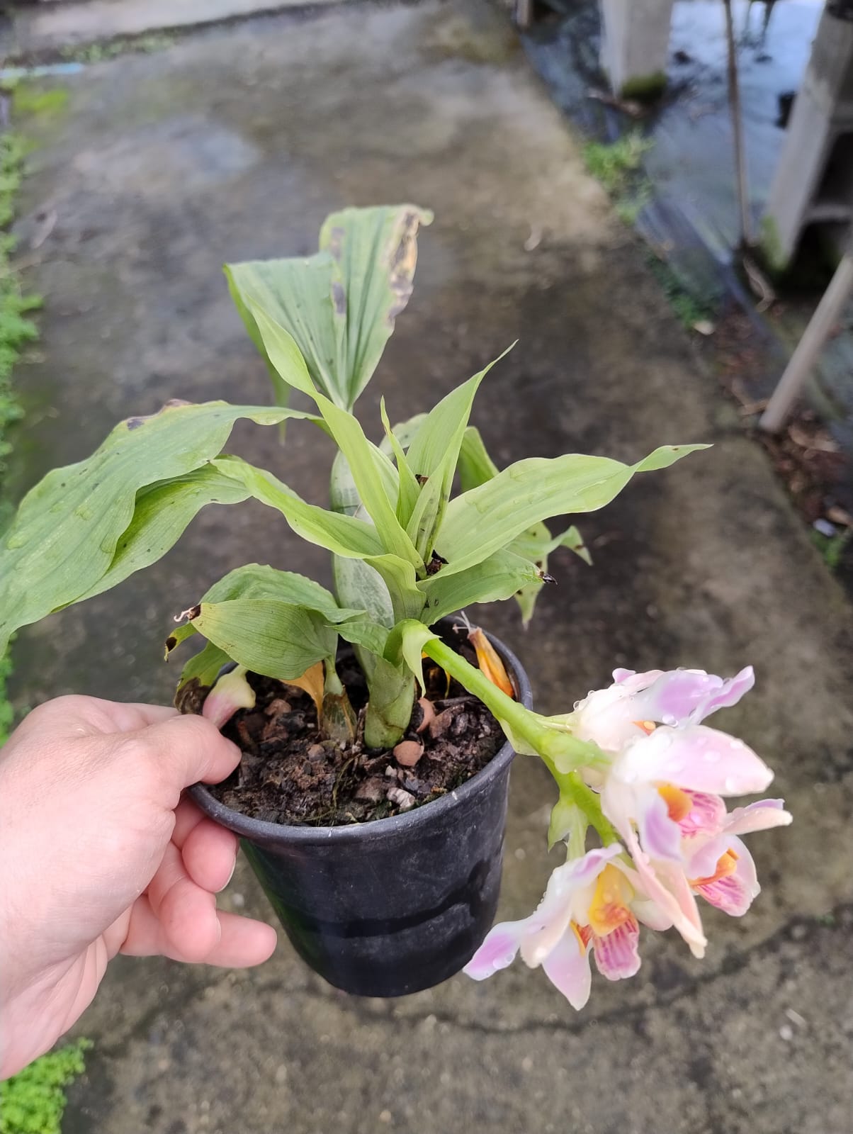 CHYSIS LIMMIGHEI " TIPO " - Orquidario Ibanez