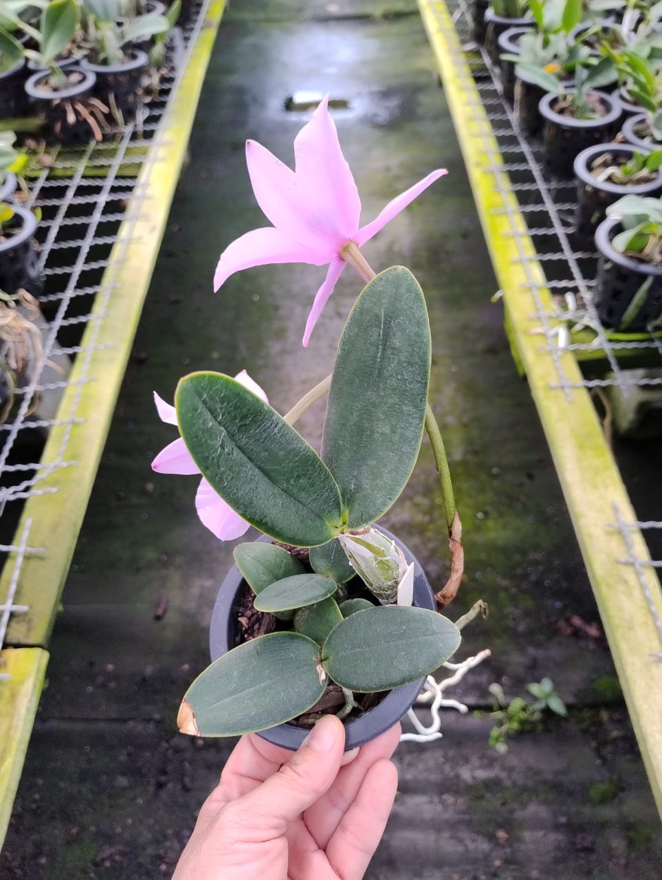CATTLEYA NOBILIOR COERULEA " DONA JULIA " - Orquidario Ibanez