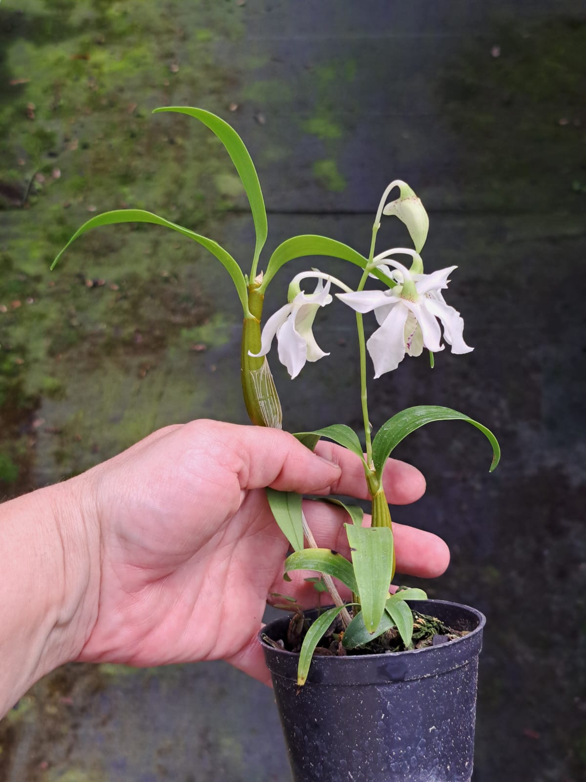 DENDROBIUM RHODOSTICTUM - Orquidario Ibanez