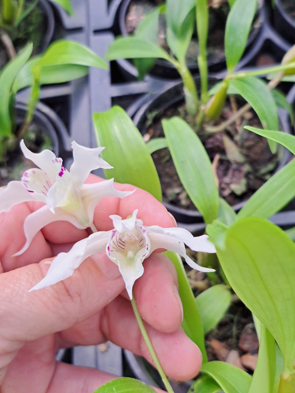 DENDROBIUM RHODOSTICTUM - Orquidario Ibanez