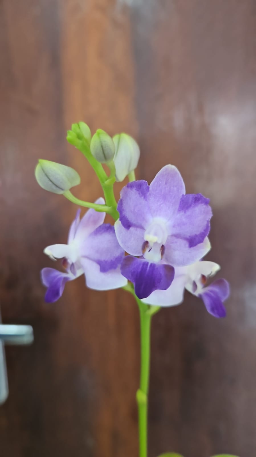 PHALAENOPSIS " TYING SHIN BLUE JAY " - Orquidario Ibanez