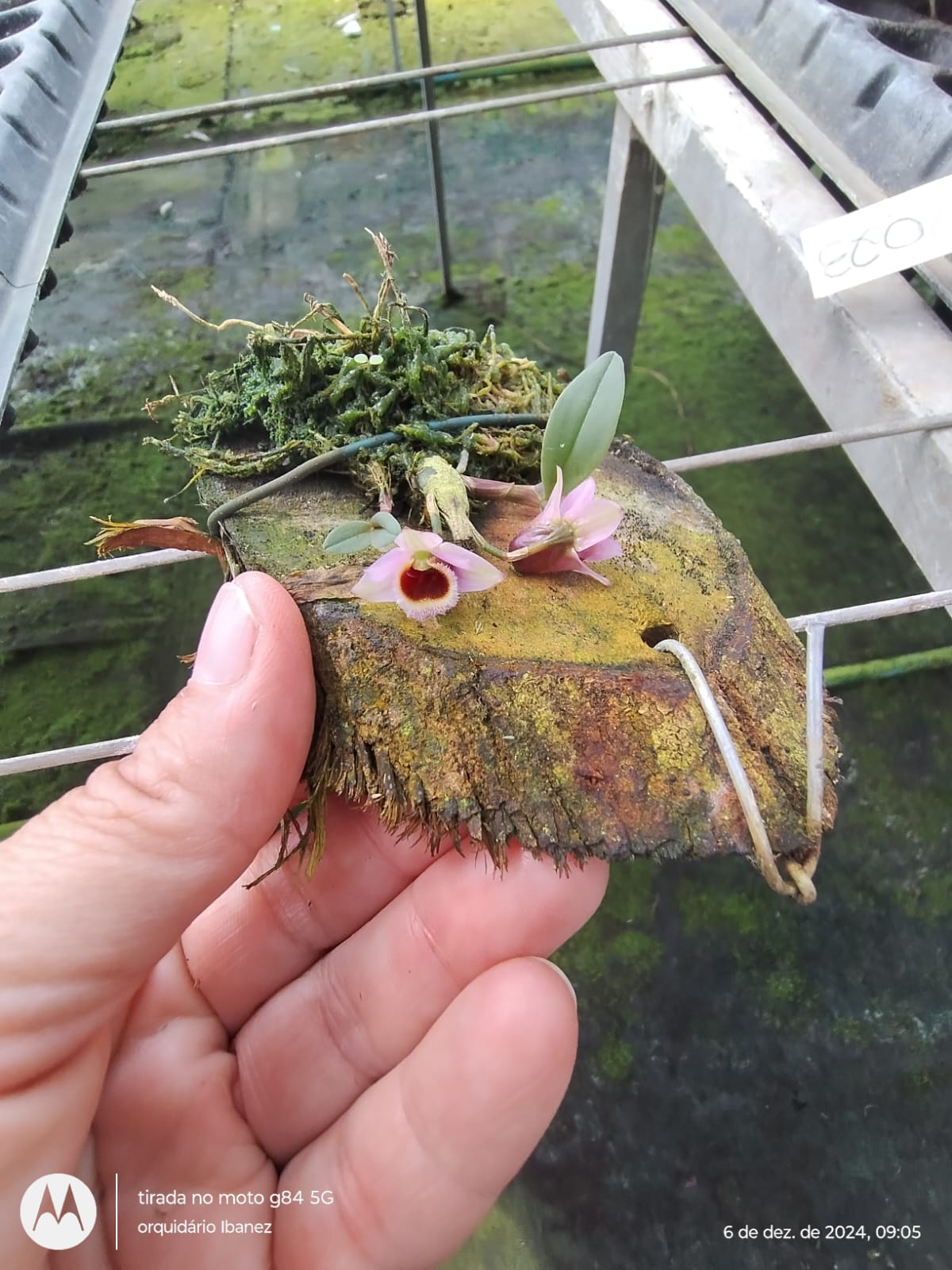 DENDRODIUM FUSCIFAUCIUM PLANTA ADULTA - Orquidario Ibanez