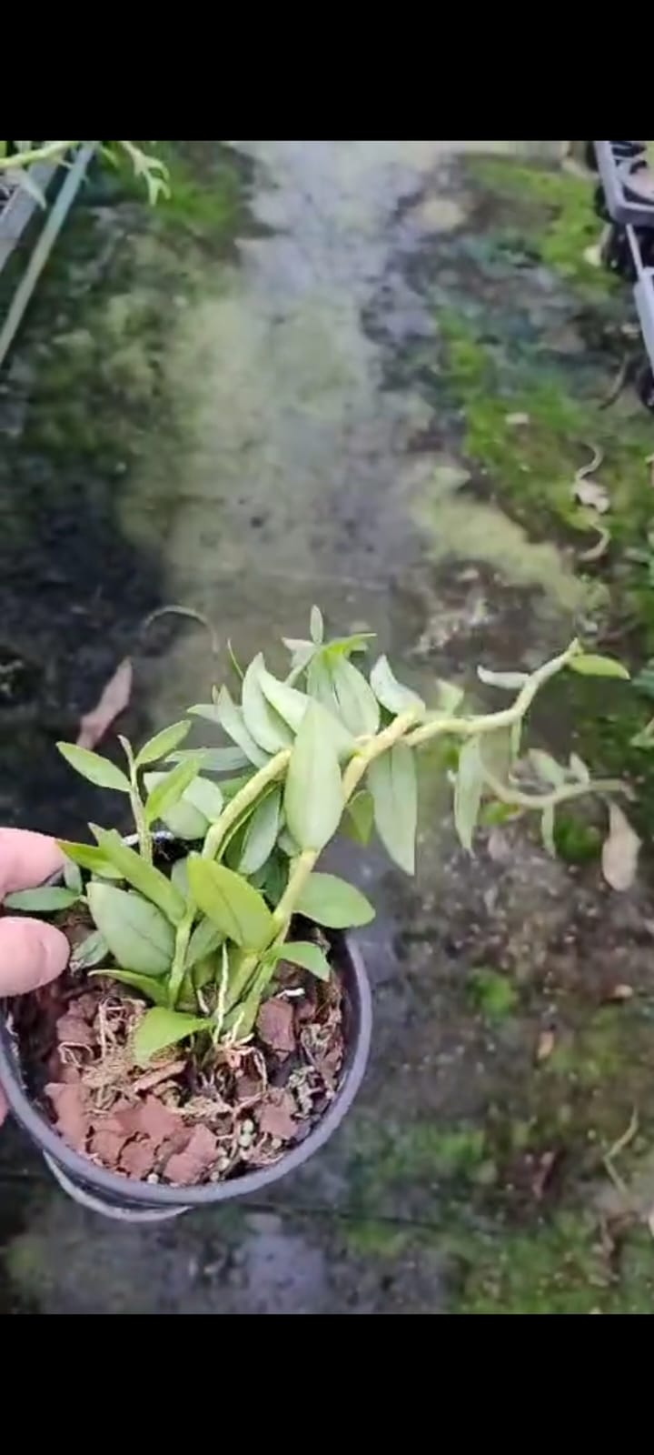 Dendrobium pierardii X Den. Primulinum X Den. Primulinun - Orquidario ...