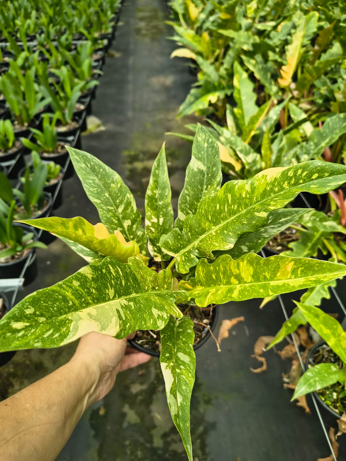 Philodendron Ring Of Fire - Orquidario Ibanez