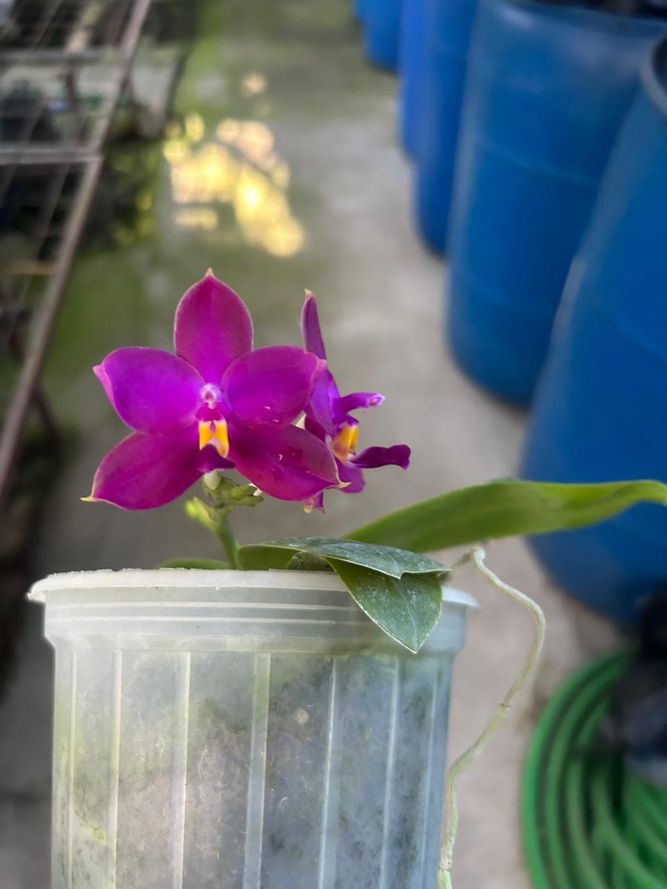 PHALAENOPSIS MIKI PURE LOVE RED KING " 691" - Orquidario Ibanez