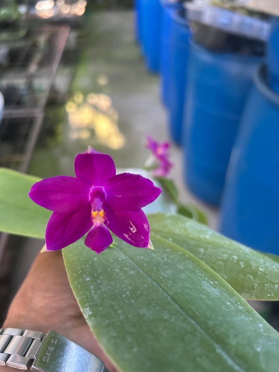 PHALAENOPSIS MIKI PURE LOVE RED KING " 691" - Orquidario Ibanez