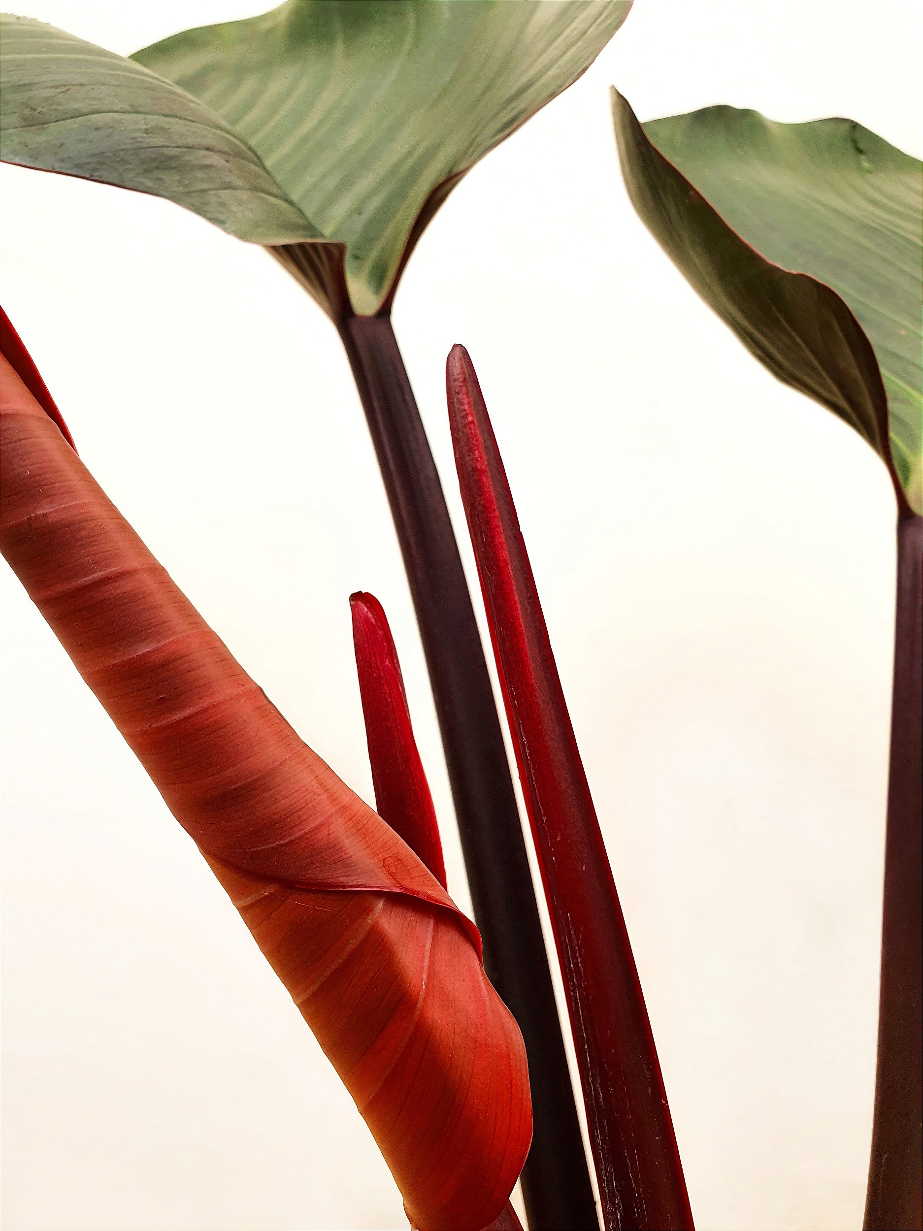 Filodendro Rubro | Pote Extra Grande - Indoor Plantas