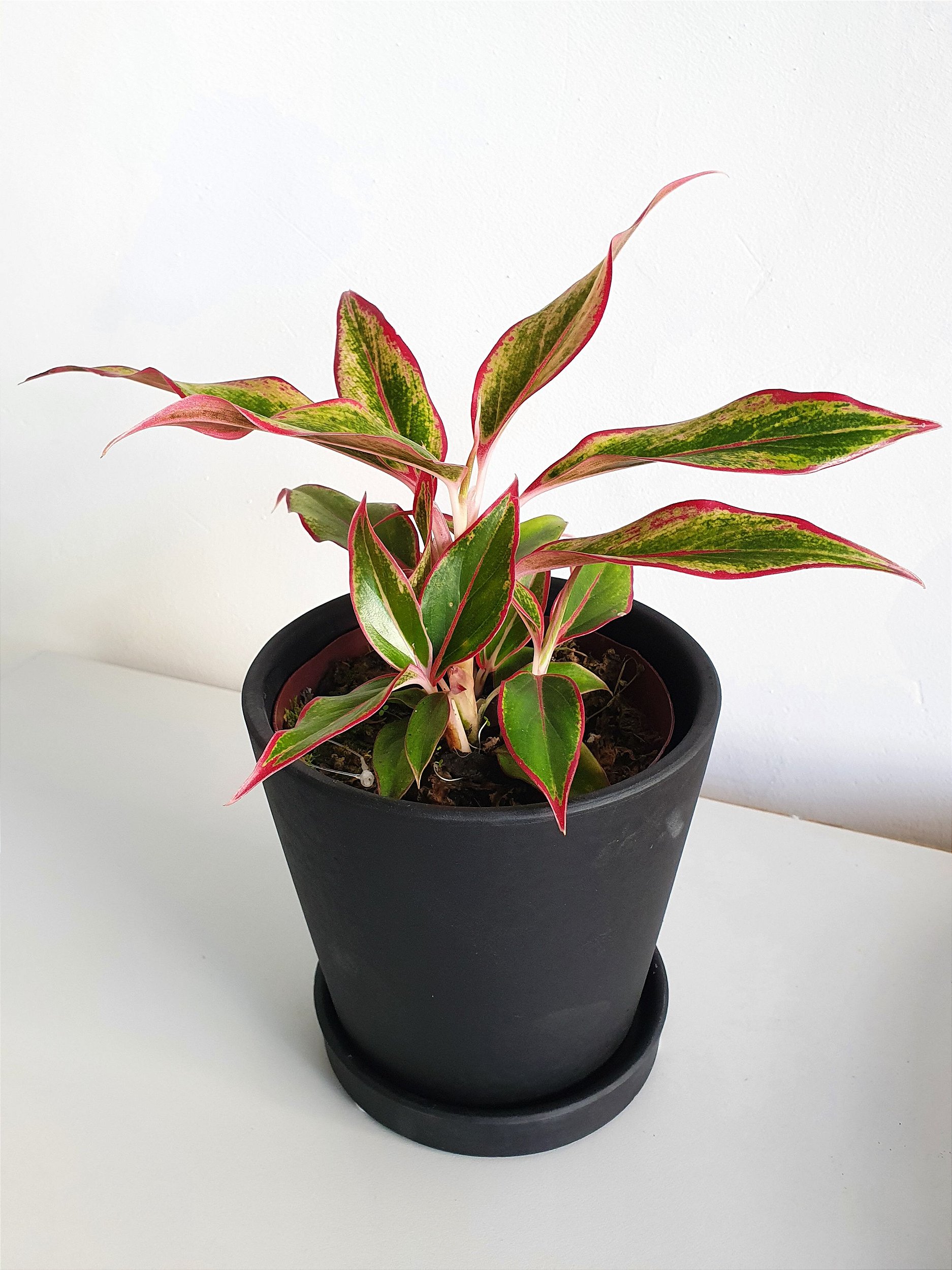 Aglaonema creta: compre online, planta para casa, fácil de cuidar ...