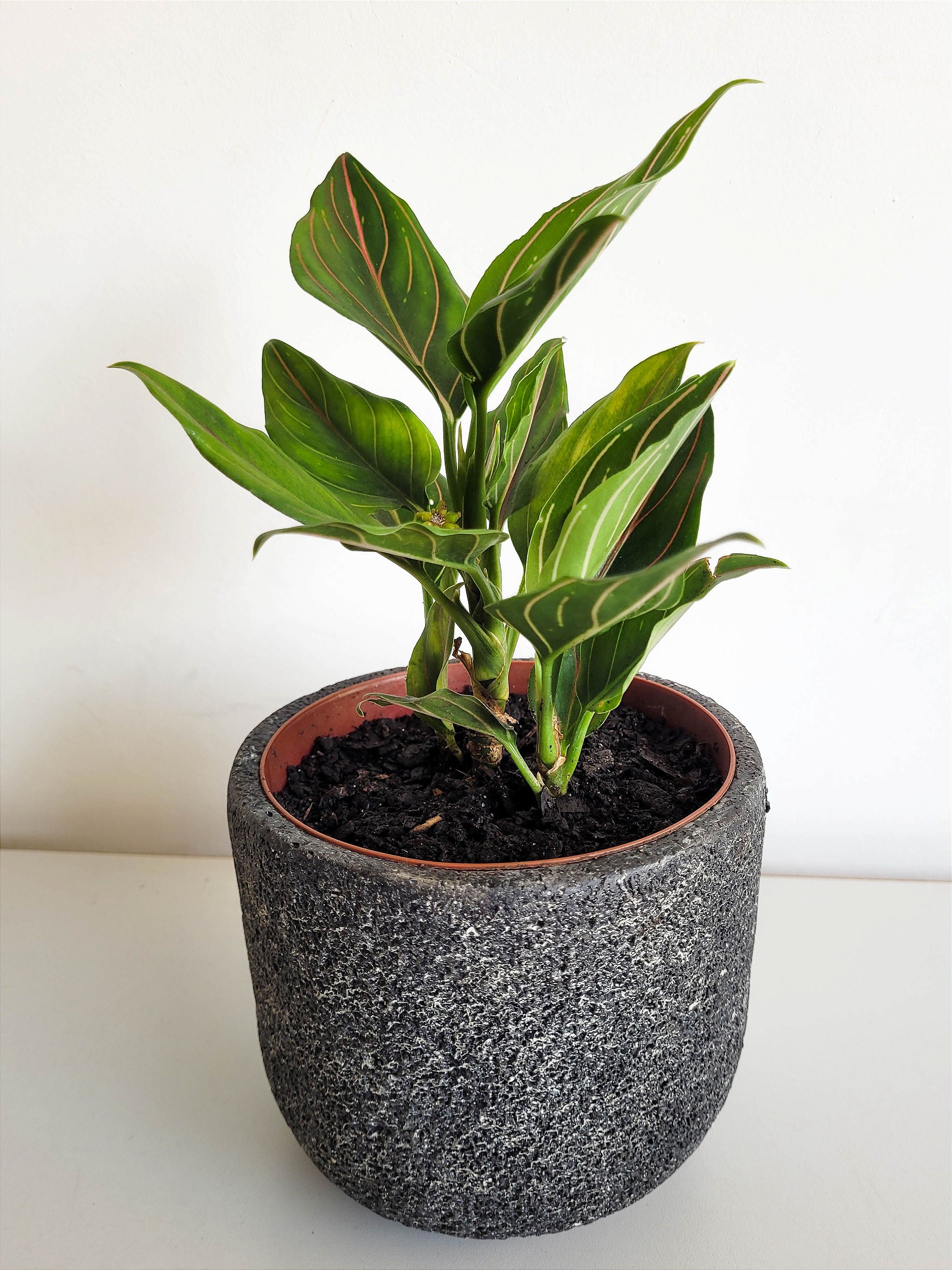 Aglaonema Rotundum | Pote Médio - Indoor Plantas
