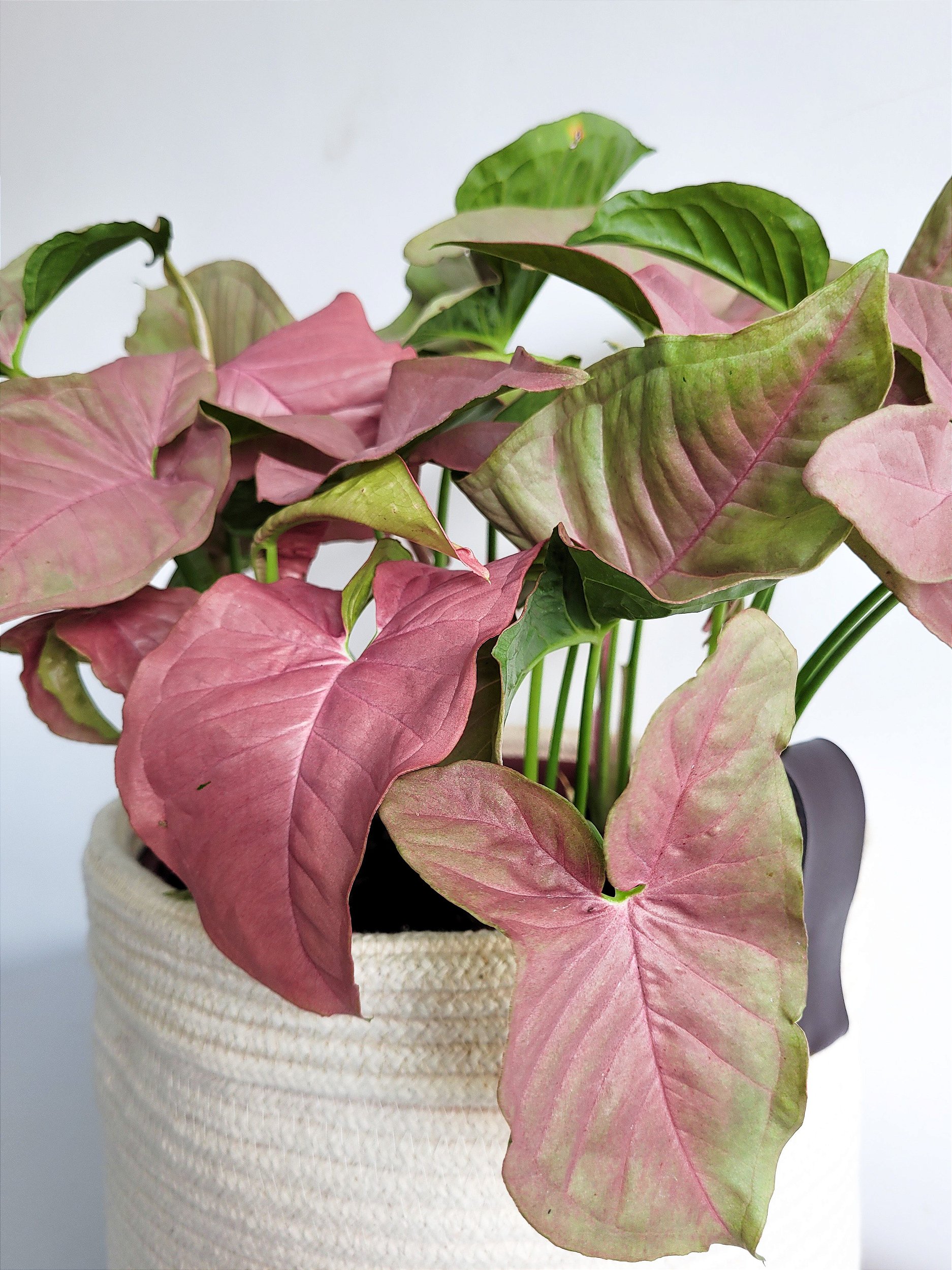 Singônio Rosa (Syngonium podophyllum ‘Neon Robusta’) | Cuia Grande ...