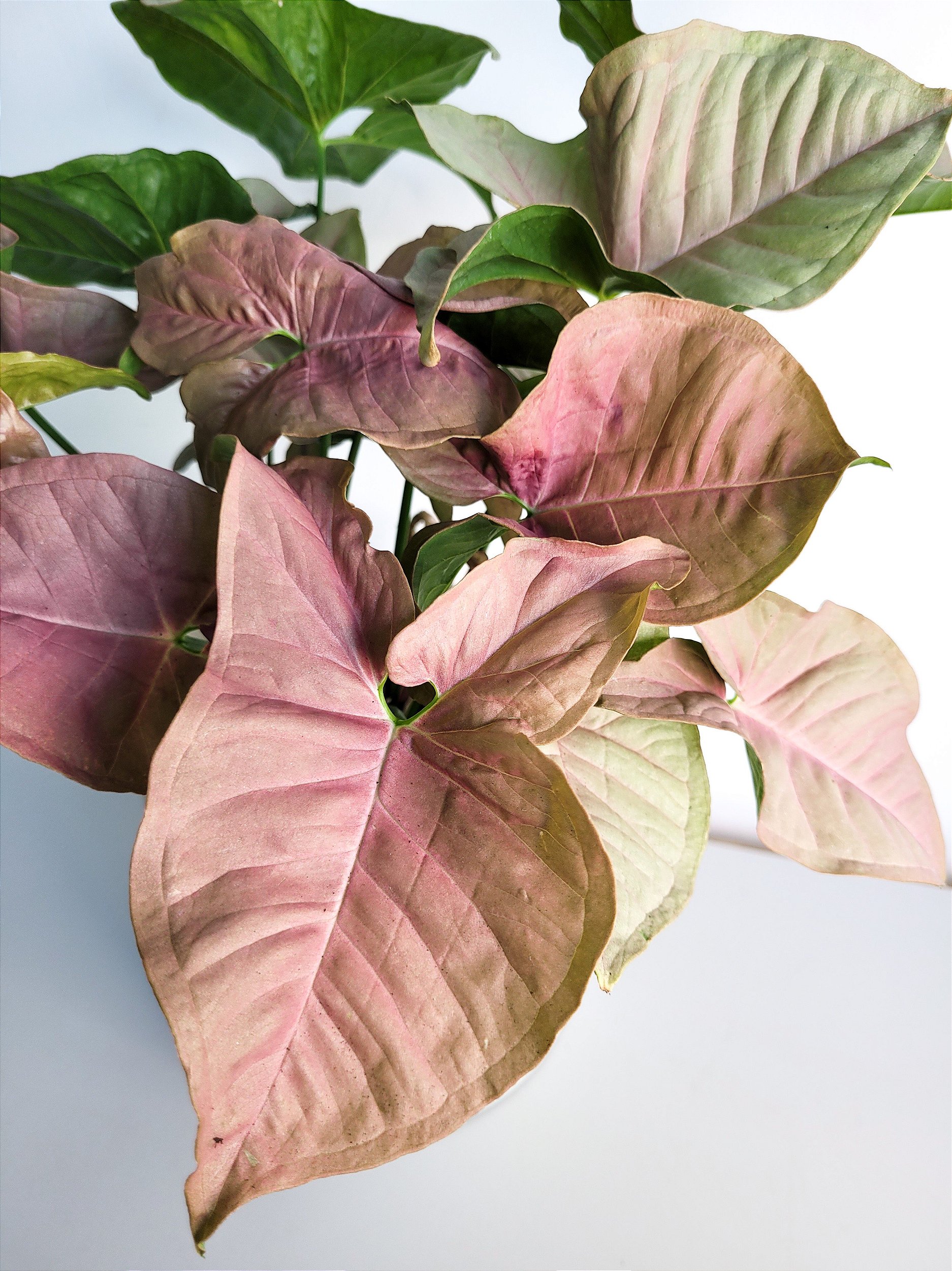 Singônio Rosa (Syngonium podophyllum ‘Neon Robusta’) - Indoor Plantas
